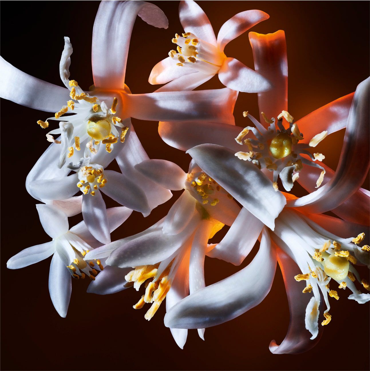 YSL Beauty LIBRE Eau de Parfum - The fragrance of freedom.